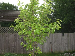 Vacation Day One: Rain, Our Tree, & Iowa City – mirabile dictu